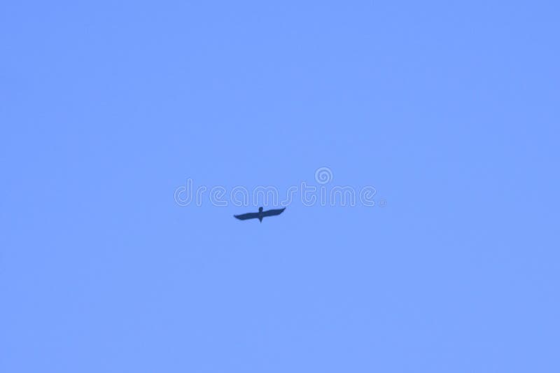 Bird Backlit with Blue Sky Bird Flying To Identify Open Wings and Tail ...