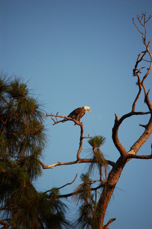 Bird - Bald Eagle Resting stock photo. Image of eagle, rough - 717748