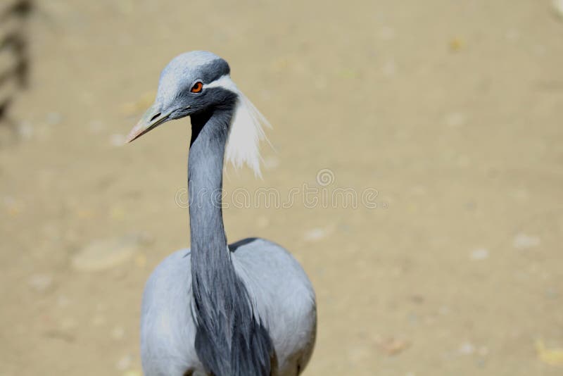 Bird with bald head stock image. Image of tall, gray - 36026109
