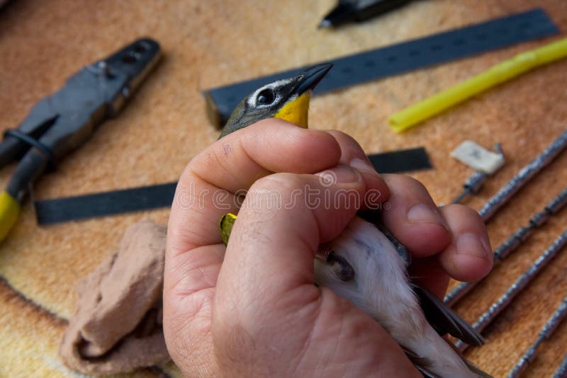 Bird Banding stock photo. Image of banding, close, conservation - 14425614