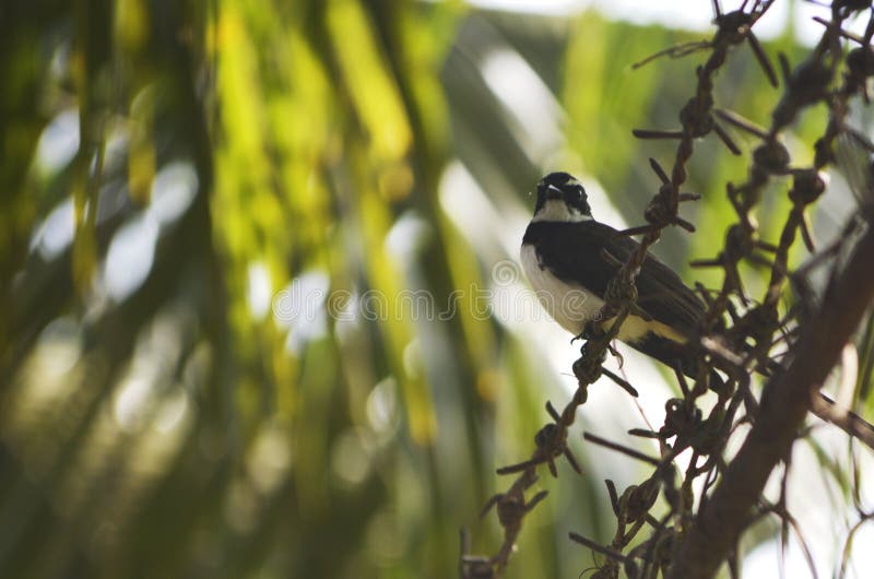 Bird in barb stock image. Image of life, barb, wild - 166137765
