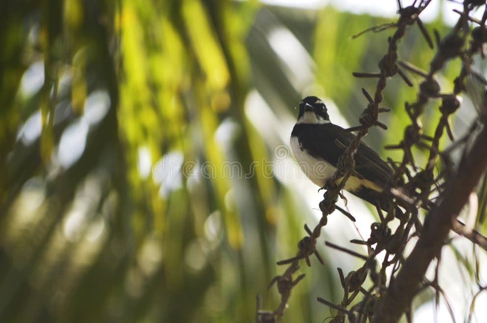 Bird in barb stock image. Image of life, barb, wild - 166137765