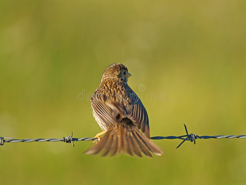 Bird on a barbed wire stock image. Image of nature, melodious - 79739487