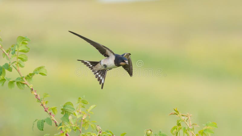 Bird Barn Swallow Hirundo Rustica in Flight Stock Image - Image of ...