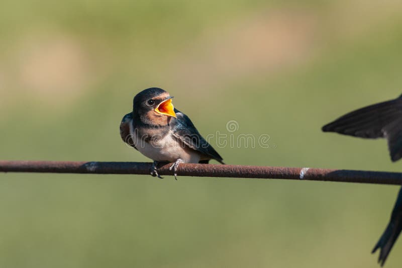 Bird Barn Swallow Hirundo Rustica in the Wild Stock Photo - Image of ...
