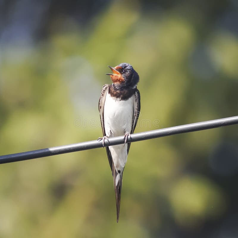 Bird Barn Swallow Sitting on the Wire Stock Photo - Image of living ...
