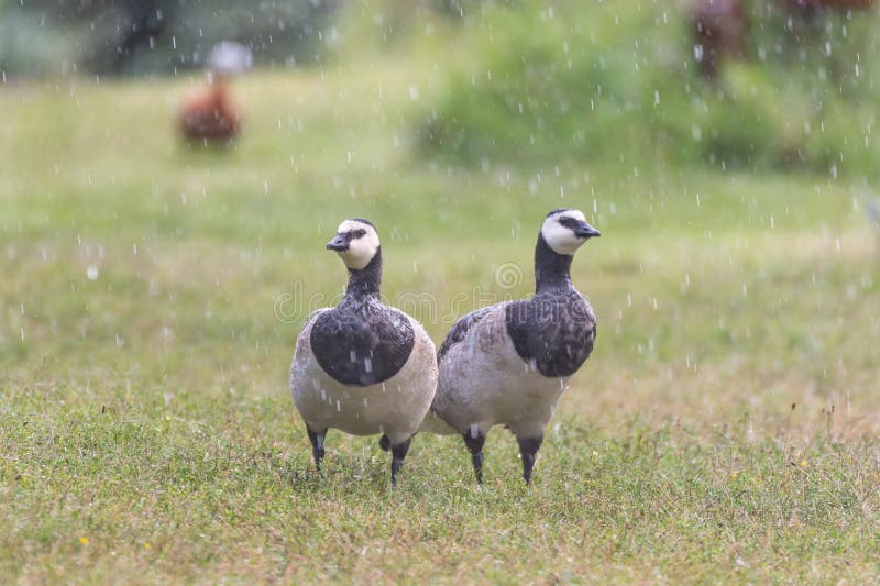 Bird Barnacle Goose Branta Leucopsis. Two Birds in a Meadow in the Rain ...