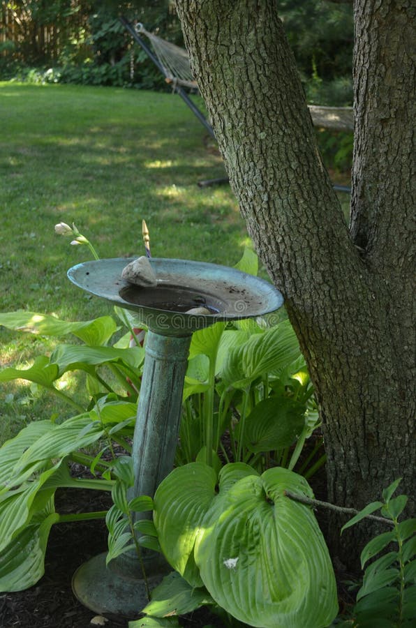 Bird Bath in Backyard Garden Stock Photo - Image of dirt, summer: 93812036