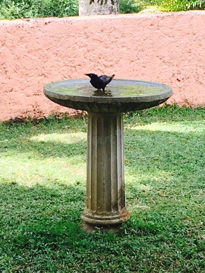 Bird bath stock photo. Image of refreshing, bird, takes - 89669754