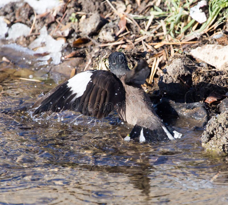 Bird bathing in a puddle stock image. Image of grackle - 90380715