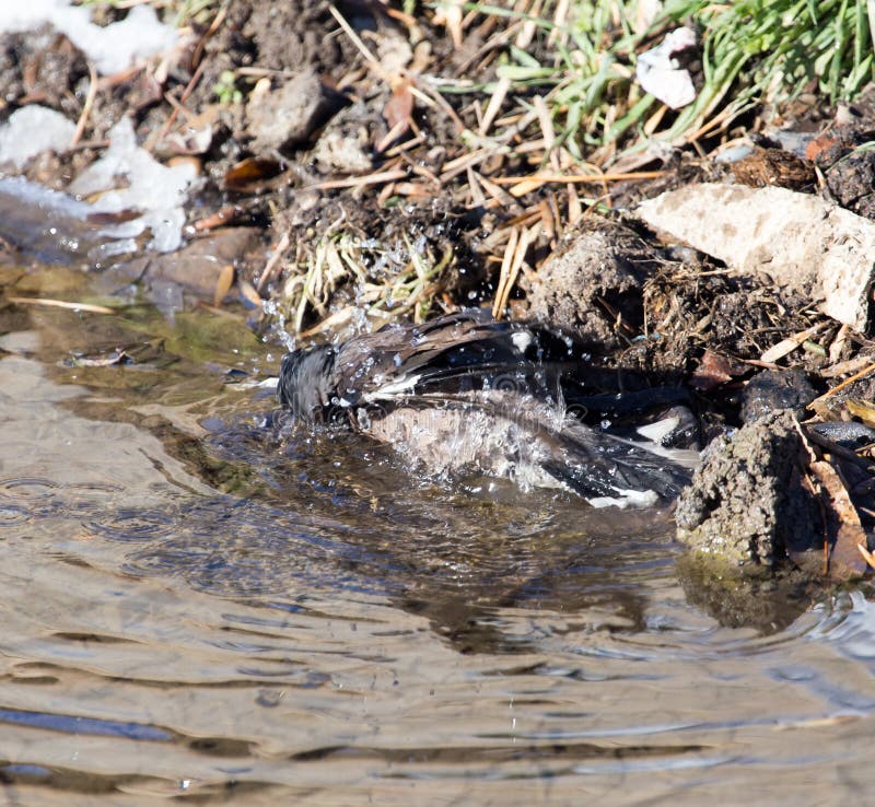 Bird bathing in a puddle stock photo. Image of animal - 91834250