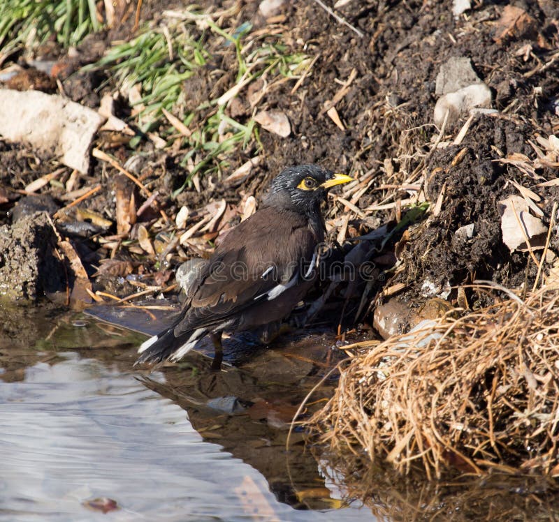 Bird bathing in a puddle stock image. Image of summer - 106329317