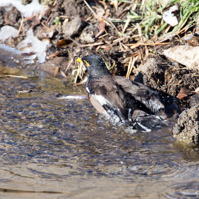 Bird bathing in a puddle stock photo. Image of grackle - 106391470