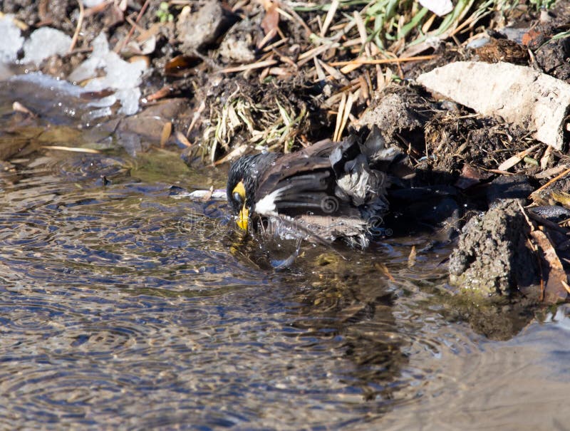 Bird bathing in a puddle stock image. Image of bird - 106391655