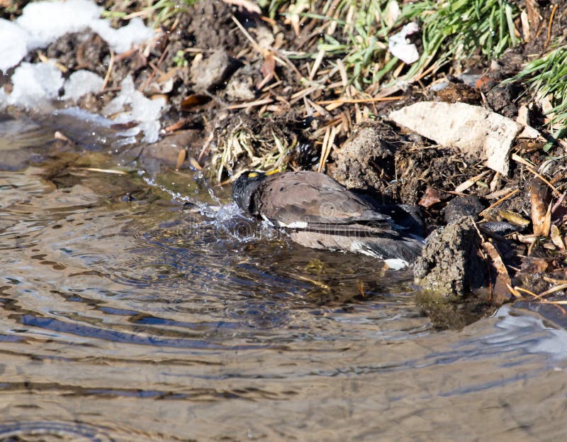 Bird bathing in a puddle stock photo. Image of animal - 106531944