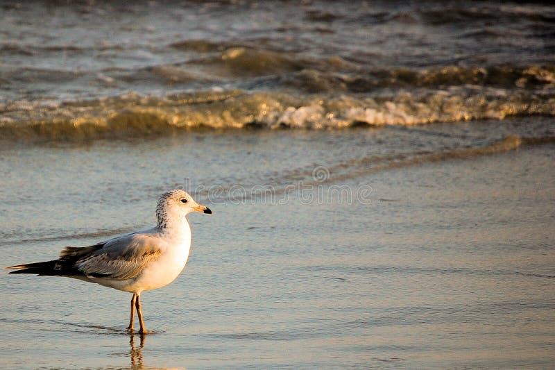 Bird on the Beach stock photo. Image of gull, white, ocean - 12947120