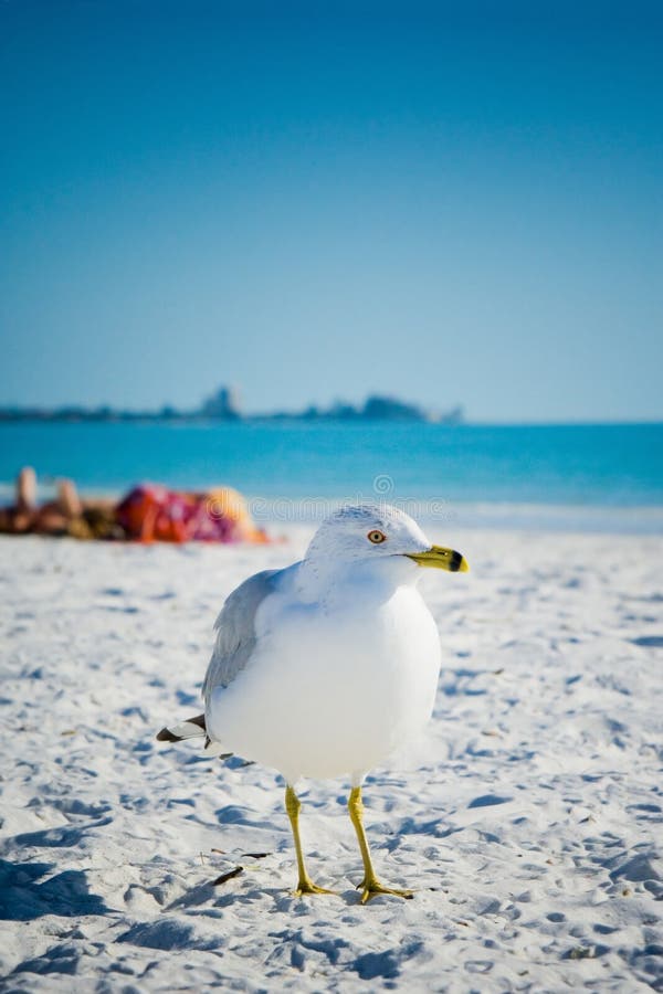 Bird and beach stock photo. Image of waves, beach, warm - 4440992