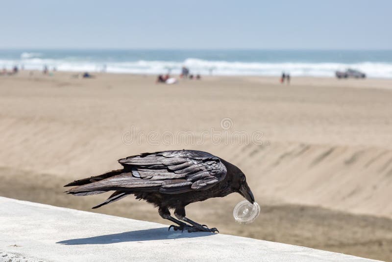 Plastic Pollution stock photo. Image of horizontal, beach - 118915280