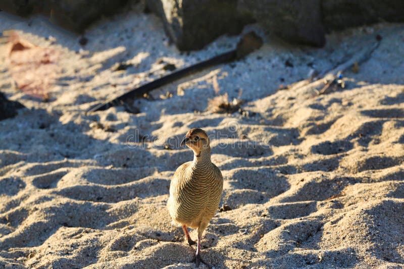 Bird on beach stock image. Image of white, lean, tall - 136653725