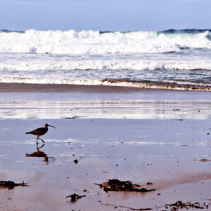 Bird at the beach stock photo. Image of crashing, beach - 48177326