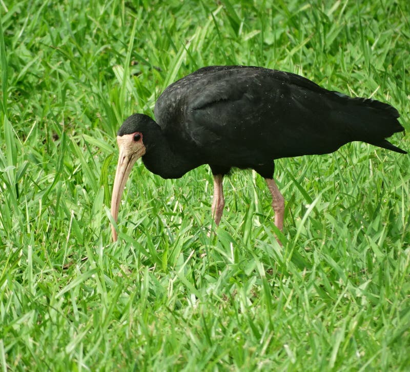 Bird from the Beachfront Region, Feeding on Insects after Mowing the ...