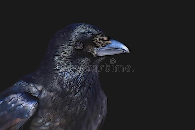 Bird, Beak, Crow Like Bird, Raven Picture. Image: 114791271
