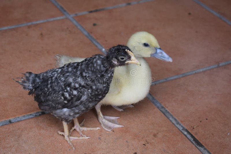 Bird, Beak, Fauna, Chicken Picture. Image: 130473076