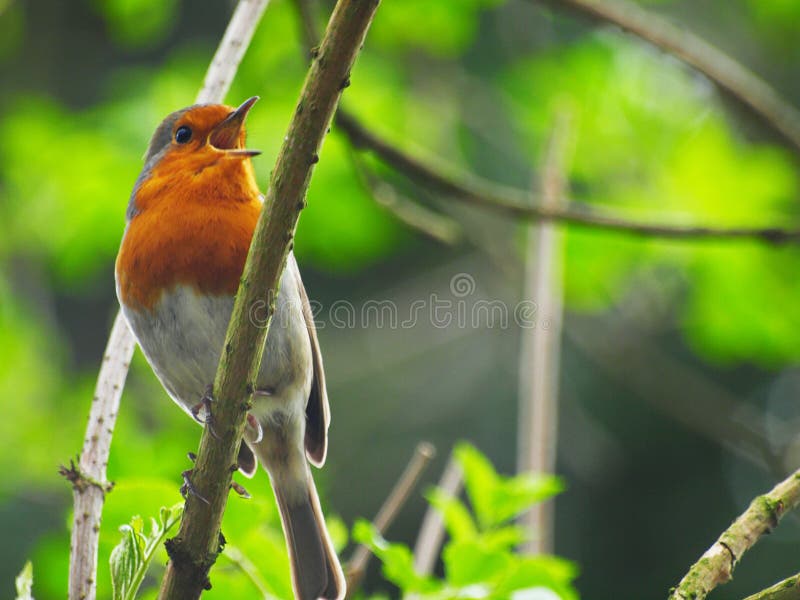 Bird, Beak, Fauna, European Robin Picture. Image: 117729483