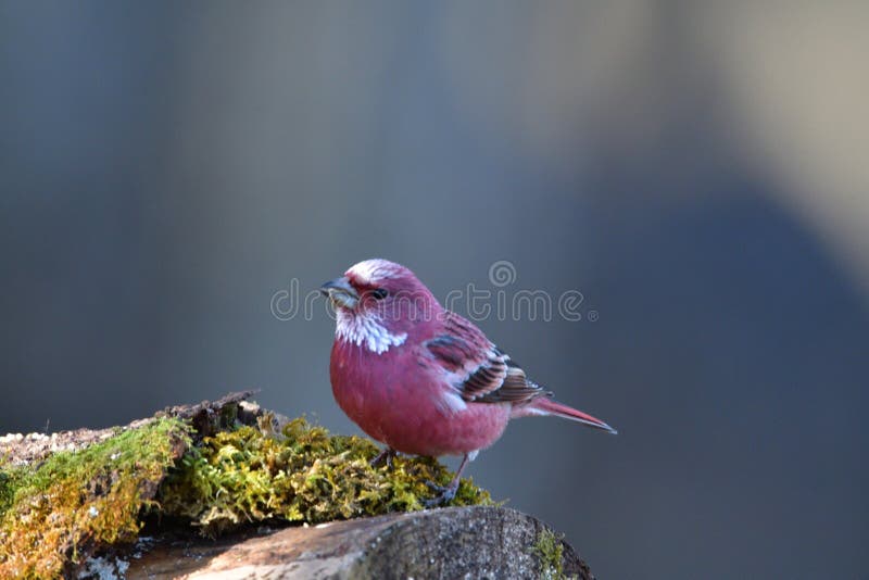 Bird, Beak, Finch, Fauna Picture. Image: 114227824