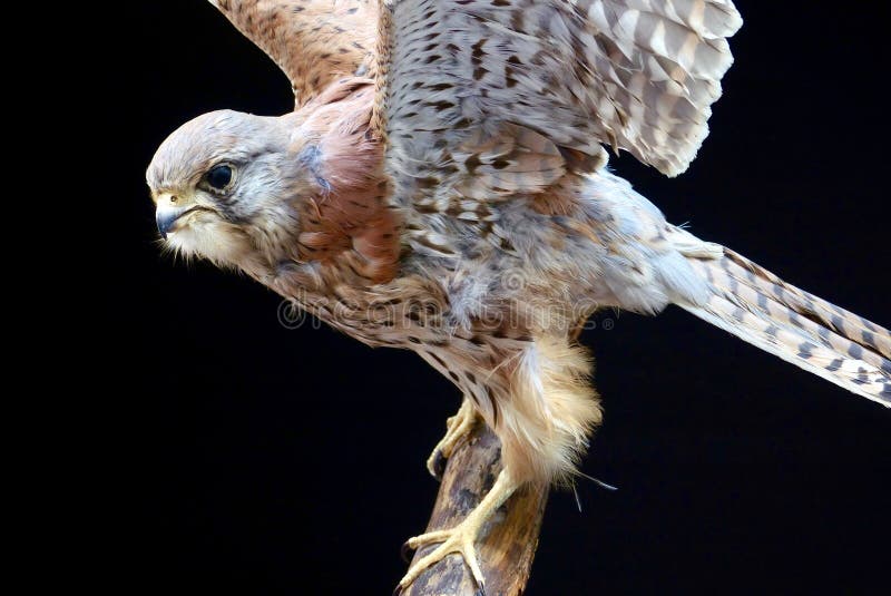 Bird, Beak, Hawk, Fauna Picture. Image: 101081434