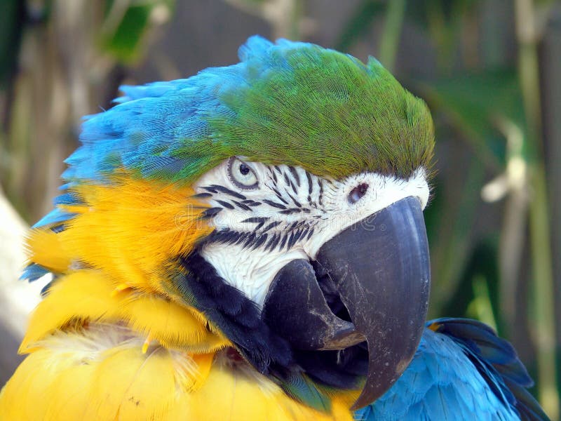 Bird, Beak, Macaw, Parrot Picture. Image: 116266842