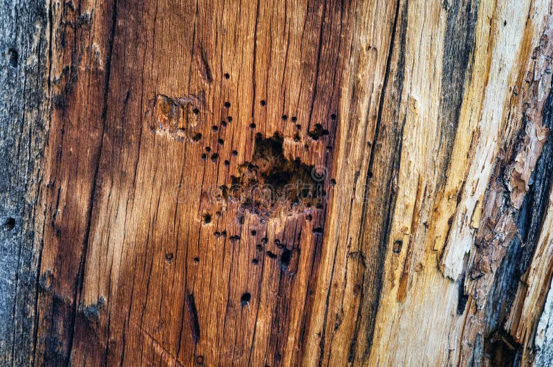 Bird Beak Marks on Log of Old Stone Pine Stock Photo - Image of ...