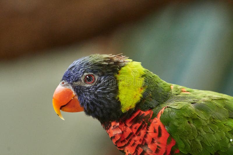 Bird, Beak, Parrot, Fauna Picture. Image: 116733695