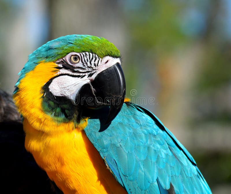 Bird, Beak, Parrot, Macaw stock photo. Image of parrot - 111485202