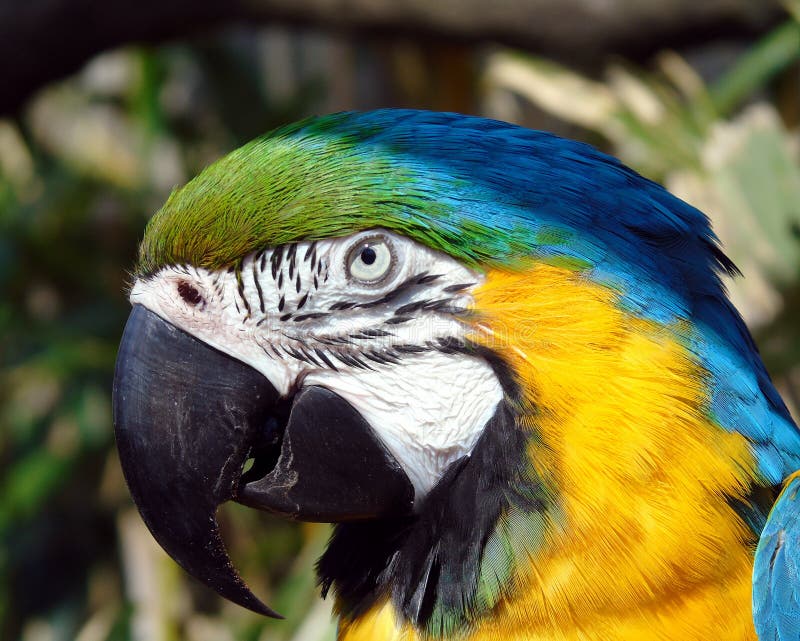 Bird, Beak, Parrot, Macaw Picture. Image: 115805265