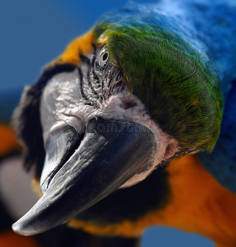 Bird, Beak, Parrot, Macaw Picture. Image: 92163334