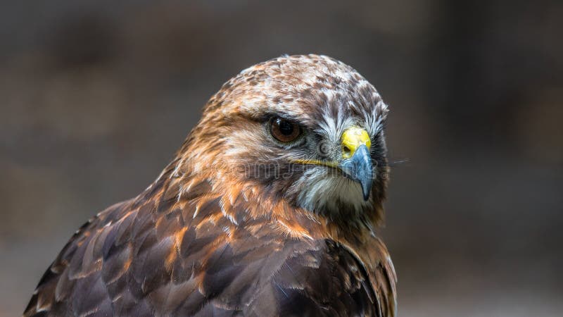 Bird, Beak, Bird Of Prey, Hawk Stock Image - Image of hawk, beak: 100254441