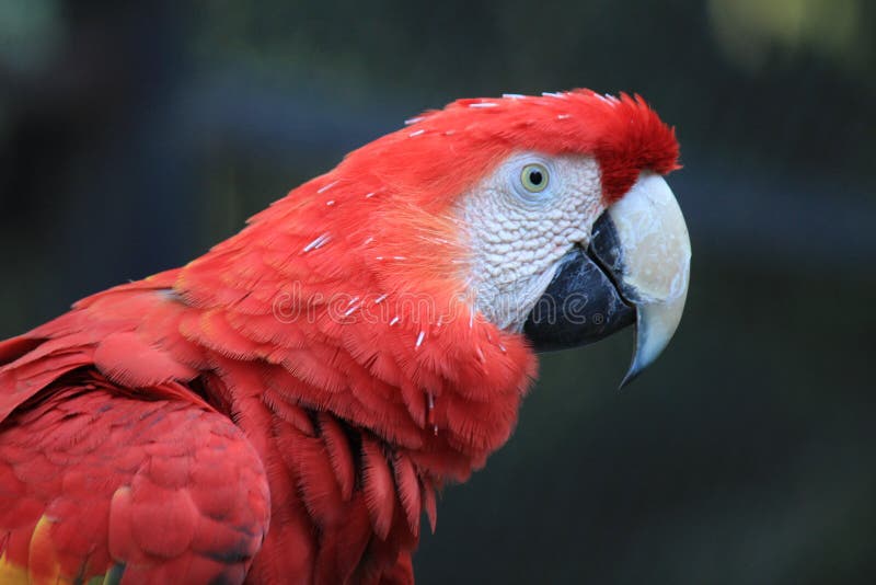 Bird, Beak, Red, Parrot stock image. Image of macaw - 107374865