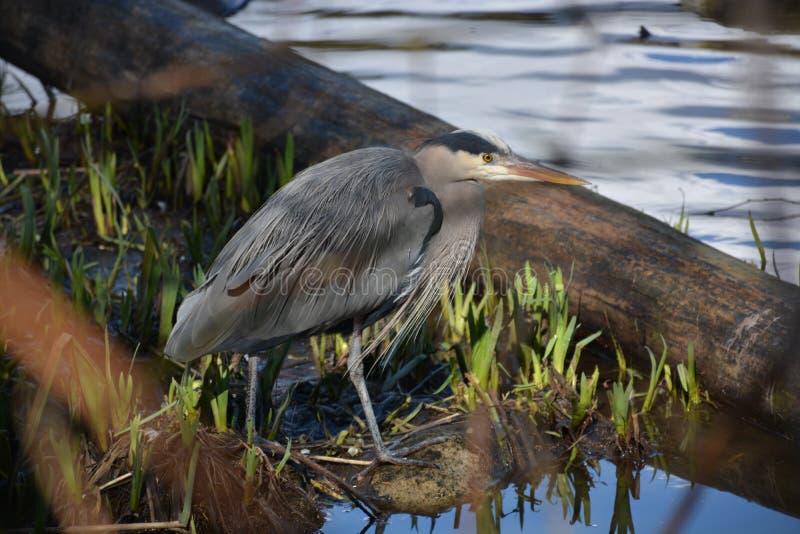 Bird, Beak, Water, Water Bird Stock Image - Image of wildlife, wetland ...