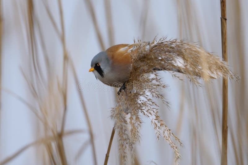 Bird Bearded Tit Sits on a Reed. Panurus Biarmicus Stock Image - Image ...