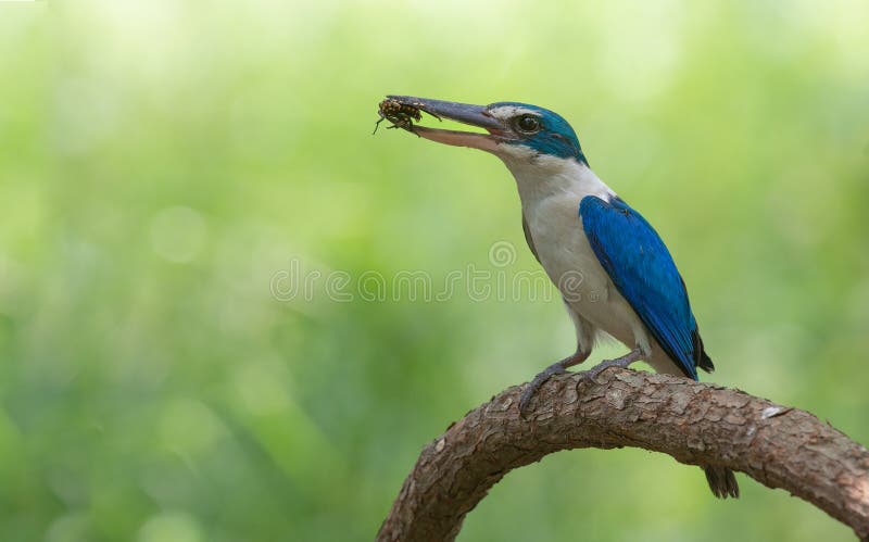 A Bird with a Beautiful Blue Color Stock Image - Image of collared ...