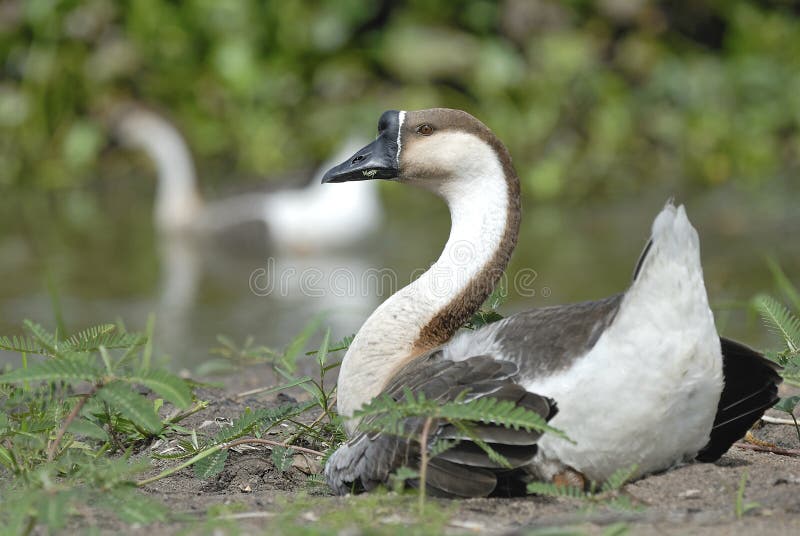 Bird Beautiful Goose Relax Near Pond Stock Photo - Image of cute ...