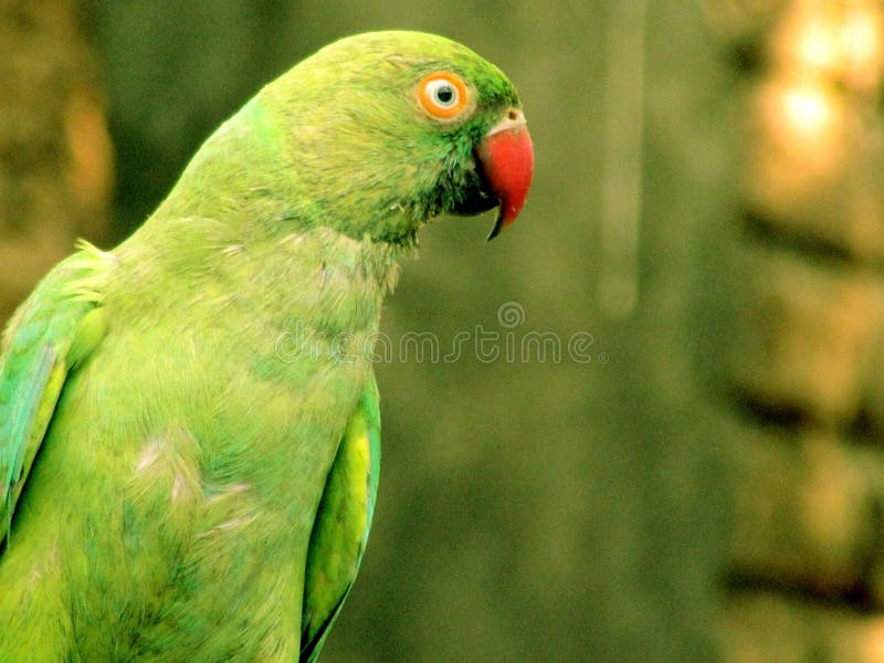 Bird stock image. Image of wallpaper, parrot, click, bird - 79936841