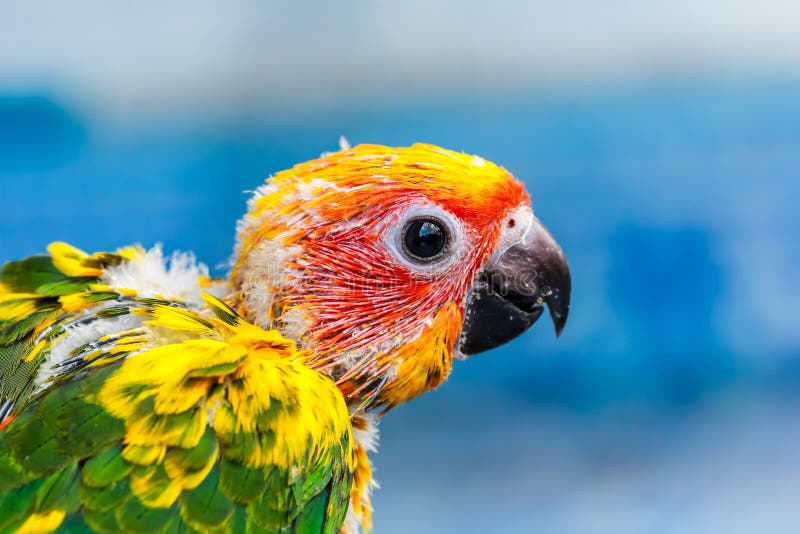 Bird, beautiful Sun Conure stock image. Image of green - 64381273