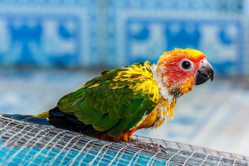 Bird, beautiful Sun Conure stock image. Image of color - 64381413