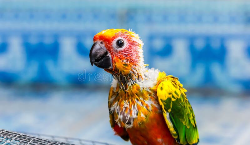 Bird, beautiful Sun Conure stock image. Image of lovable - 64381457