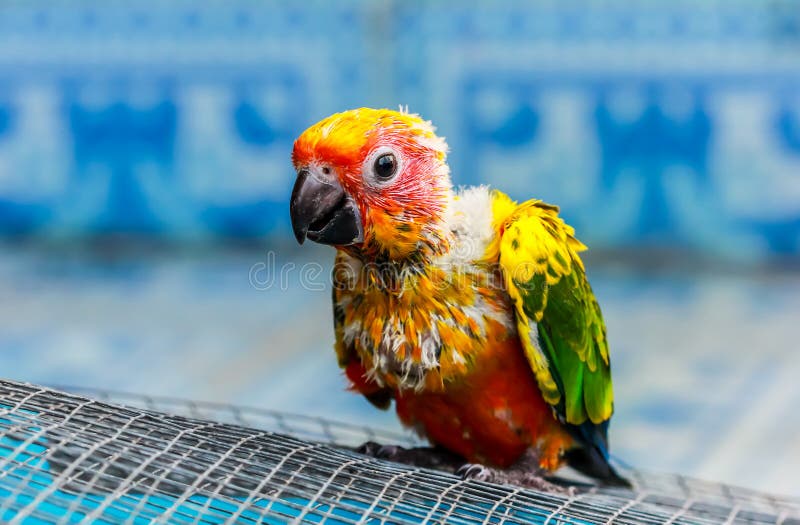 Bird, beautiful Sun Conure stock photo. Image of parakeet - 64381506