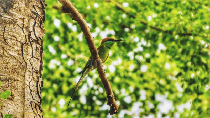 Bird Beautifull Sitting in Tree Stock Photo - Image of tree, nature ...