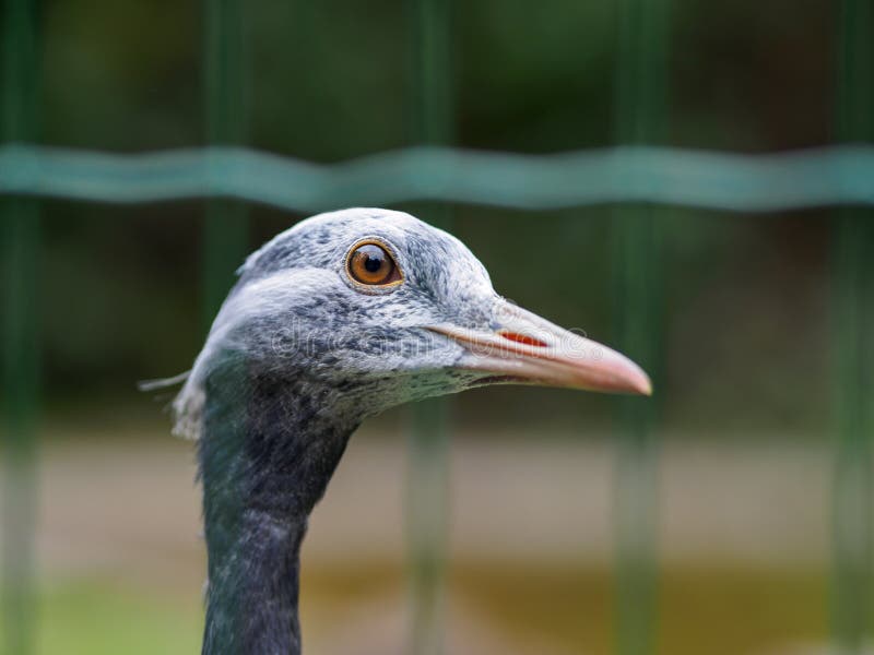 Bird Behind Fence Looking at Camera Stock Photo - Image of geese ...