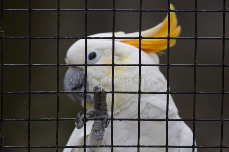 Bird in a cage stock image. Image of white, animal, yellow - 180946275